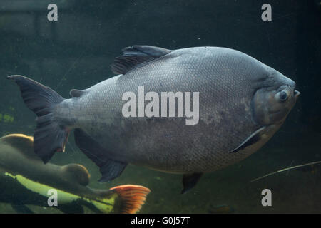 Tambaqui (Colossoma macropomum), also known as the giant pacu Stock ...