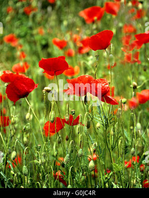 Klatschmohn; Papaver, rhoeas; Ackerpflanzen Stock Photo - Alamy
