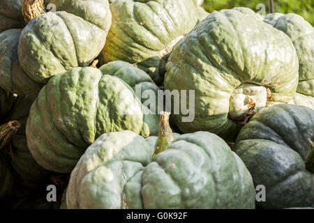 Triamble Tristar cucurbita pumpkin pumpkins from autumn harvest Stock ...