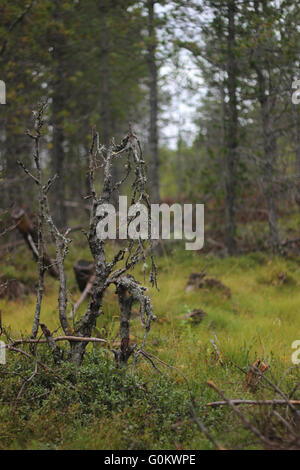 Selective focus shot of a dead tree branch in the woods Stock Photo - Alamy