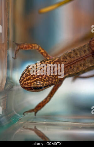 Palmate Newt (Triturus helveticus) showing webbed hind foot, underwater ...