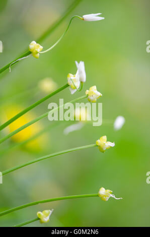 Few flowered garlic, (allium paradoxum), showing seed bulbils forming ...