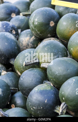 Pumpkins "Rolet", Cucurbita pepo, Cucurbitaceae. Aka Squash, Winter ...