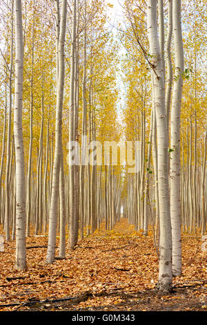 Poplar trees in autumn, Oregon Stock Photo - Alamy