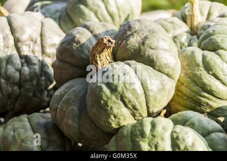 Triamble Tristar cucurbita pumpkin pumpkins from autumn harvest Stock ...