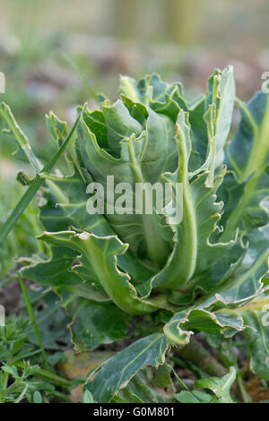 Pigeon Columba palumbus damage to a cabbage plant Stock Photo - Alamy