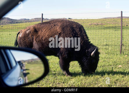 Buffalo in Oklahoma you can see right out your car window Stock Photo ...