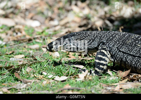 Goanna (Lace Monitor) (Varanus varius) lizard, around 2m long, up a ...