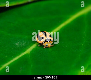 Striped Ladybird Beetle (Micraspis frenata), New South Wales, Australia ...