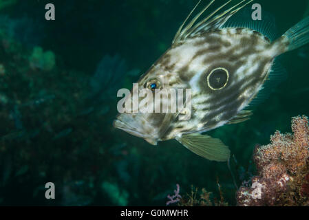 John Dory, also known as St Pierre or Peter's Fish (Zeus faber Stock ...