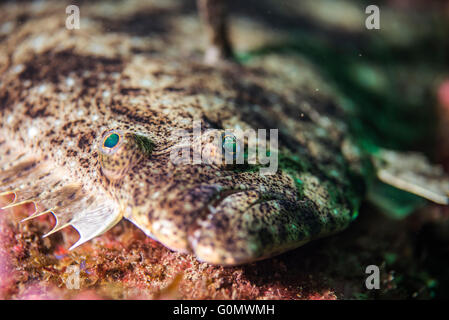 Japanese flounder or Olive flounder. Paralichthys olivaceus (Temminck ...