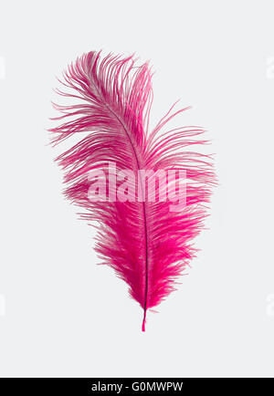 Close-up of pink ostrich feather lampshade with gold stand against a ...