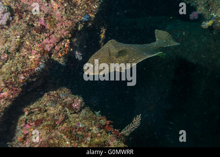 Japanese flounder or Olive flounder. Paralichthys olivaceus (Temminck ...