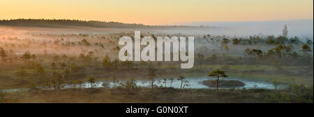 Summer morning in the swamp in Endla Nature Reserve Stock Photo - Alamy