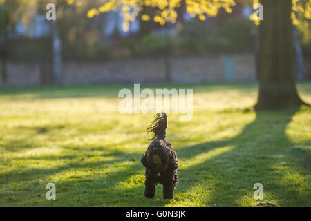 A small black cockapoo dog with a tennis ball Stock Photo - Alamy