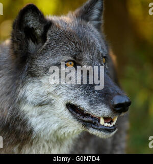 Wolf showing teeth Stock Photo: 52448972 - Alamy