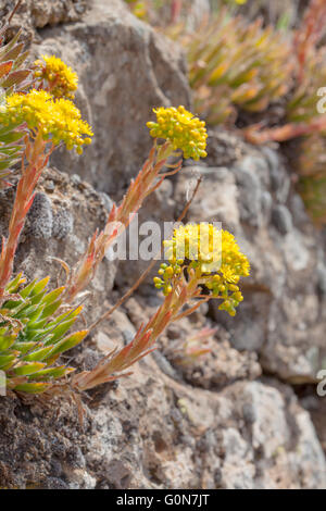 Flora of Gran Canaria - flowering Aeonium simsii, tree houseleek ...