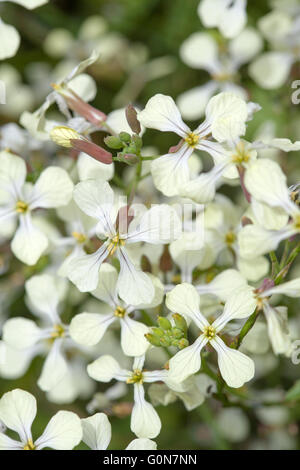 Flora of Gran Canaria - Raphanus raphanistrum AKA wild radish, white ...