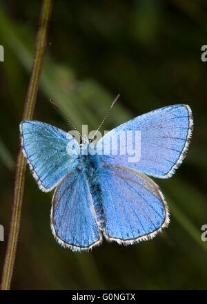 Male Turquoise Blue Butterfly (Plebicula dorylas) in the Pyrenees Stock ...
