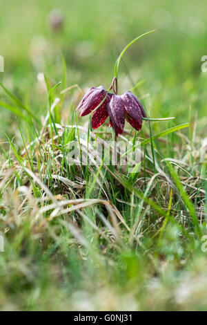 Isolated bloom of the fritillaria meleagris snakes head on a white ...
