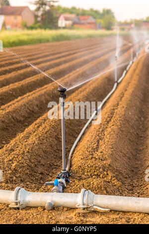 irrigation of cultivated fields with rotating sprayer Stock Photo - Alamy