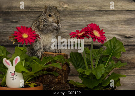 Spring celebration squirrel as cute happy wildlife wearing a green ...