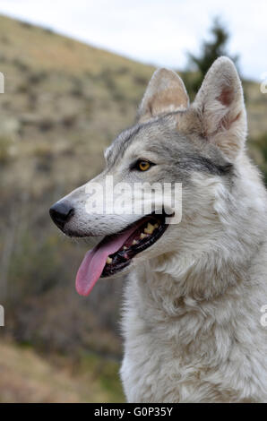 Wolf in the Canadian wilderness Stock Photo - Alamy