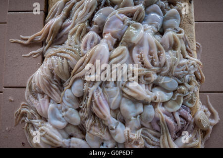 Fish on a market slab ready for sale Stock Photo - Alamy