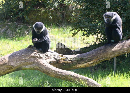 Two Central African L'Hoest's monkeys (Cercopithecus lhoesti) facing ...