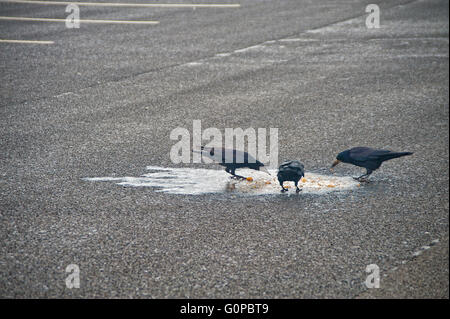 crows eating fresh vomit in service station car park, Corvids, crows ...