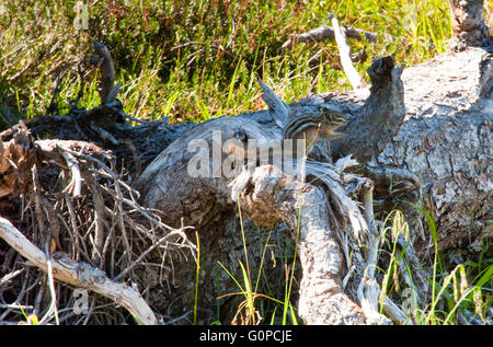 Chipmunk in the Olympic Peninsula Stock Photo - Alamy