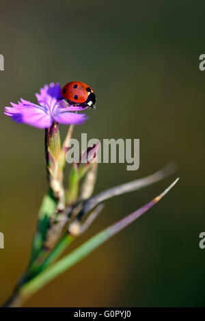 Ladybug on white and purple flower. Red insect with black dots ...