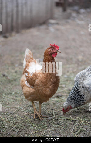 Chicken in bio farm. Hen in farm. Hen on field freely grazing on a ...