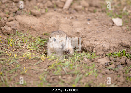 Gopher Peaking out of its Hole Stock Photo - Alamy