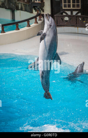 Dolphin splashing in the water . Fish jumping into the sea Stock Photo ...