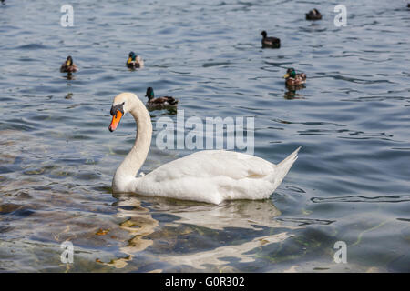 White swan floating on the green water Stock Photo - Alamy
