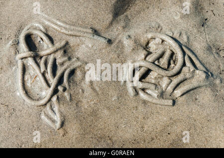 Lugworms (Arenicola marina), close up Stock Photo - Alamy