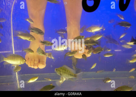Fish eating dead skin off feet, Siem Reap, Cambodia (MR Stock Photo ...