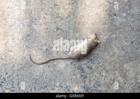A dead mouse on a road Stock Photo - Alamy