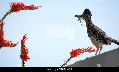 Roadrunner With Lizard Stock Photo - Alamy