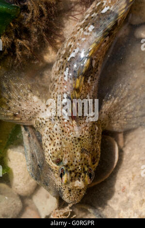 Shanny or Blenny rock pool fish Cornwall, England Stock Photo - Alamy