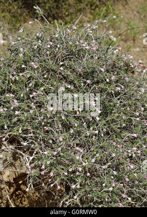 Lithodora hispidula A Gromwell Flower from Cyprus Stock Photo - Alamy