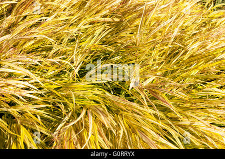 Hakonechloa macra Aureola, Golden Japanese forest grass, grasses Stock ...