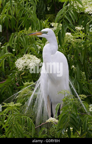 Great egret (breeding plumage, green face) on a Palm tree at sunset ...