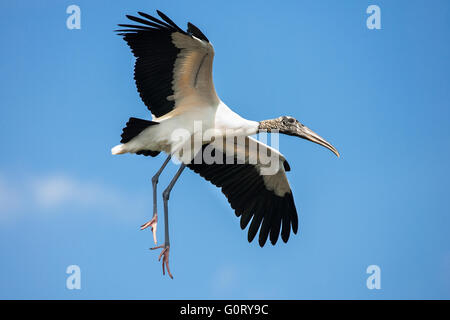 Wood Stork Coming in for a Landing Stock Photo - Alamy