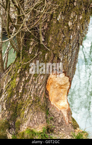 A damaged tree by a beaver Stock Photo - Alamy
