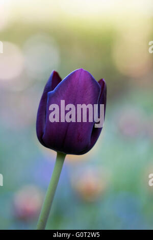 Tulip close up. Tulipa 'Queen of Night'. Distinctive dark maroon blooms ...