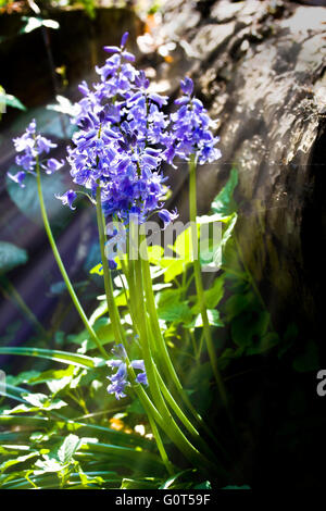 Close-up of a group of Spanish bluebells on tall green stems. Perfect ...