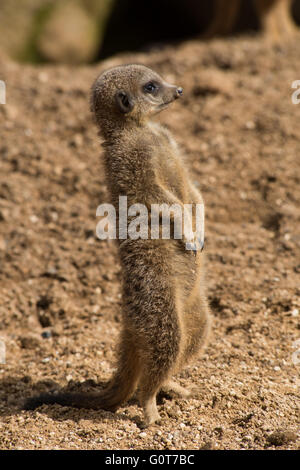 MEERKAT LOOK OUT (GUARD Stock Photo - Alamy