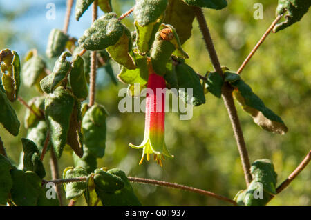 Common Correa or Correa reflexa Stock Photo - Alamy